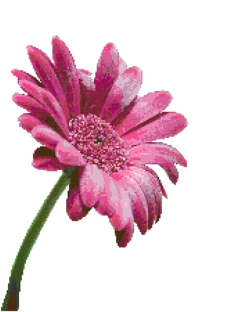 Pink Gerber Daisy Counted Cross Stitch Pattern Chart PDF Download by ...