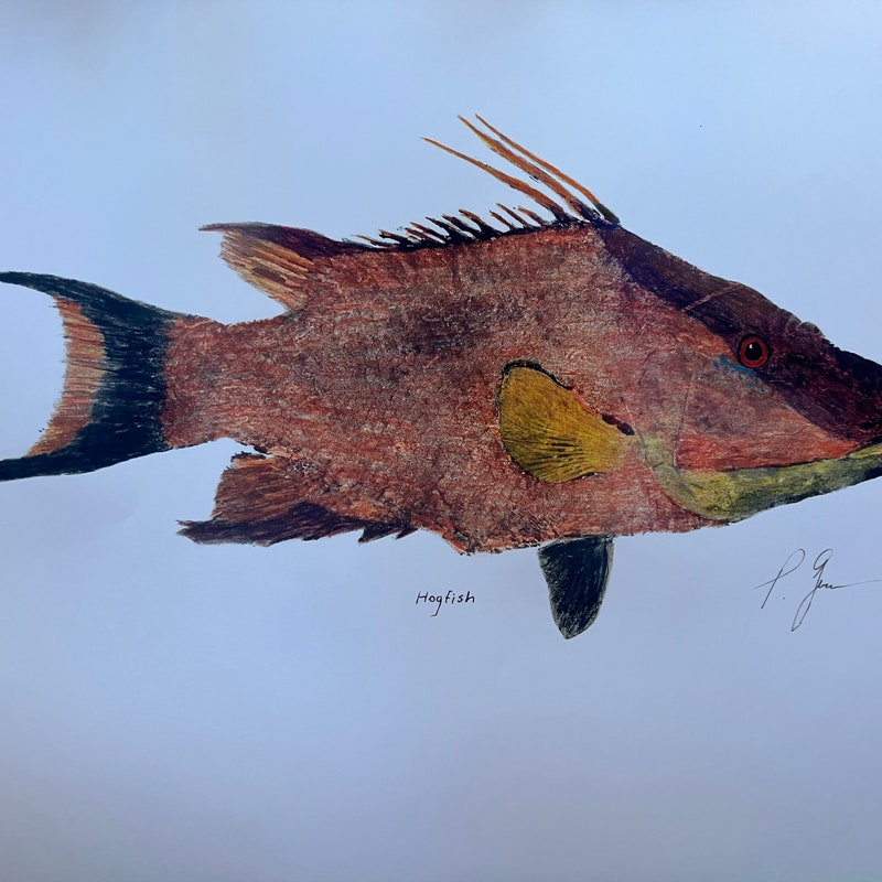 Hogfish - Etsy