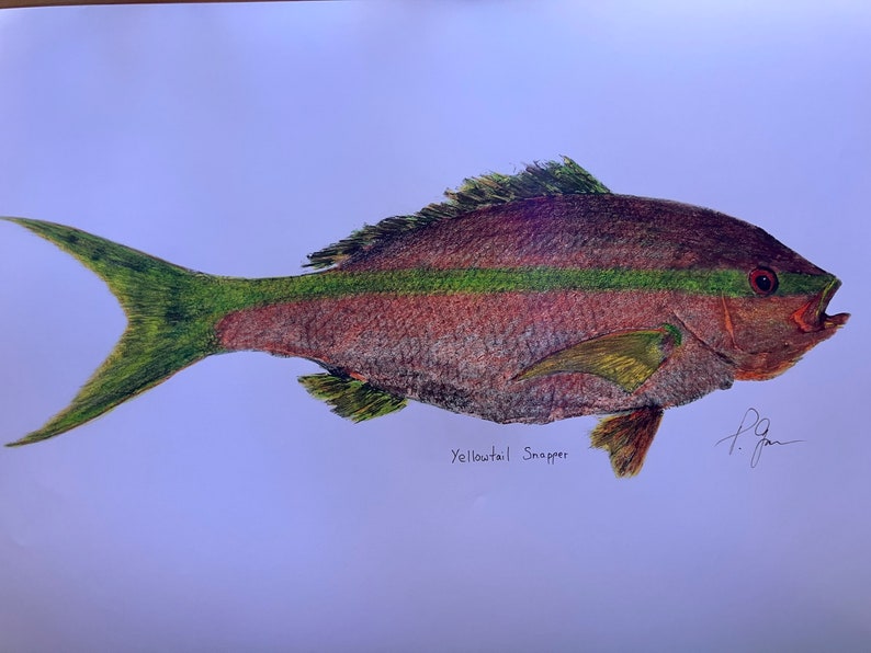 Yellowtail Snapper Gyotaku Fish Rubbing Print Hand Colored - Etsy