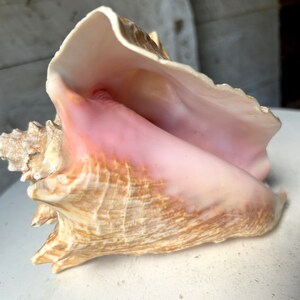 Large Conch Shell Pink Natural Sea Shell - Etsy