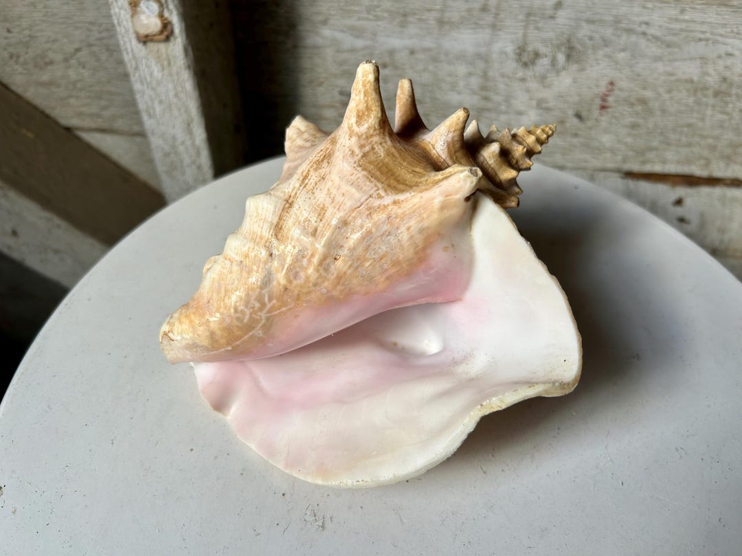 Large Conch Shell Pink Natural Sea Shell - Etsy