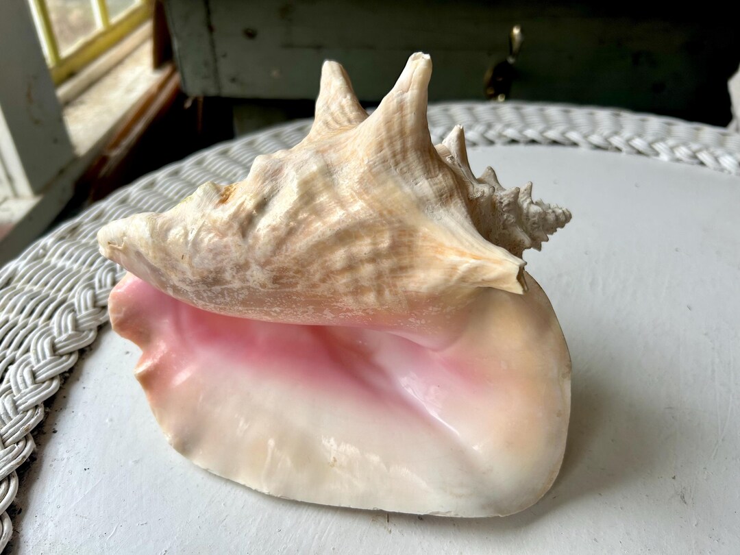 Large Conch Shell Pink Natural Sea Shell - Etsy