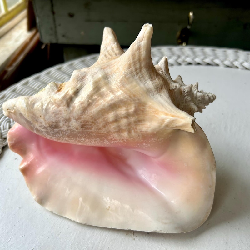 Conch Shell Art - Etsy