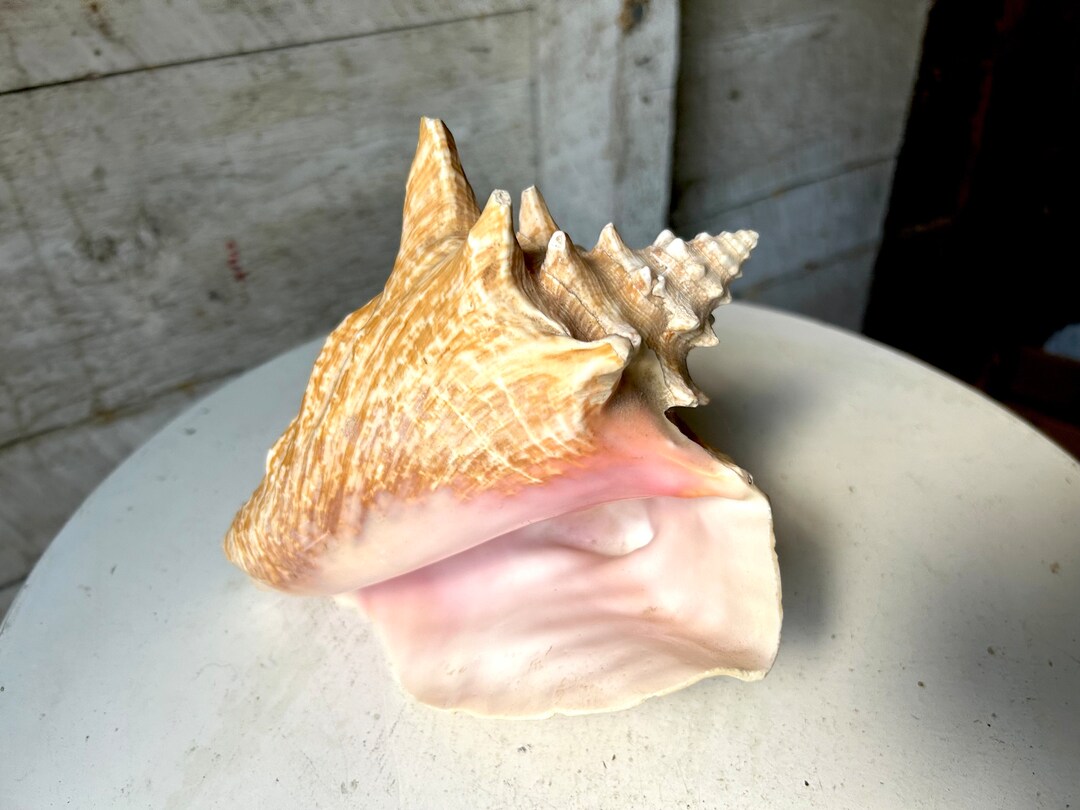 Large Conch Shell Pink Natural Sea Shell - Etsy