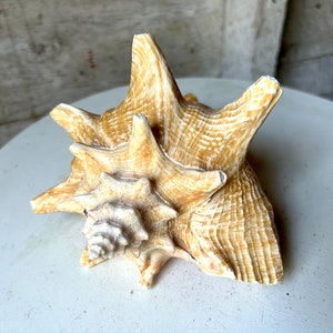 Large Conch Shell Pink Natural Sea Shell - Etsy