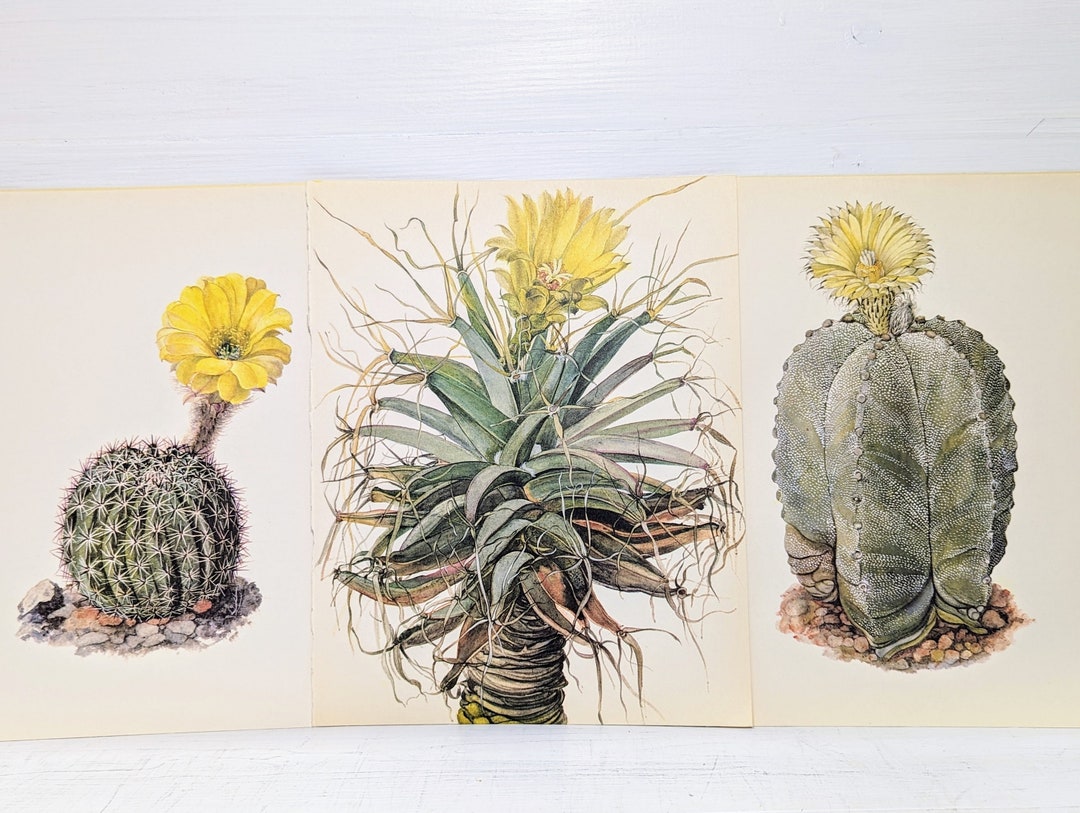 Set of 3 Cactus Print, Botanical Floral Flower Print, Wall Decor ...