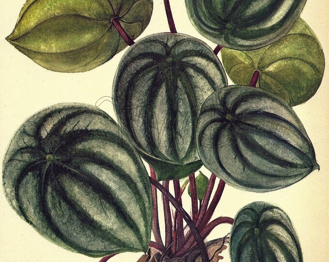 Botanical Print, Plant Print, Flower Print, Art Print, Home Decor, Book ...