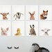 Farm Animals Print, Animals Photo Print Set of 8, Bunny Goat Duck ...