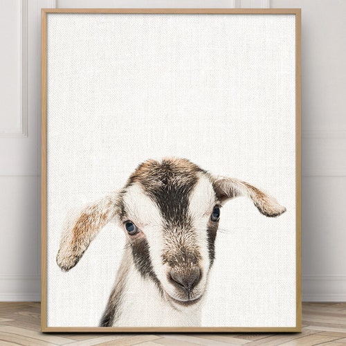 Goat Print Baby Goat Photo Farm Animals Photo Nursery - Etsy