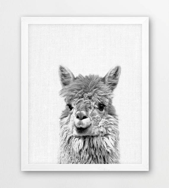 Llama Print Alpaca Lama Photo Cute Animals Black White | Etsy