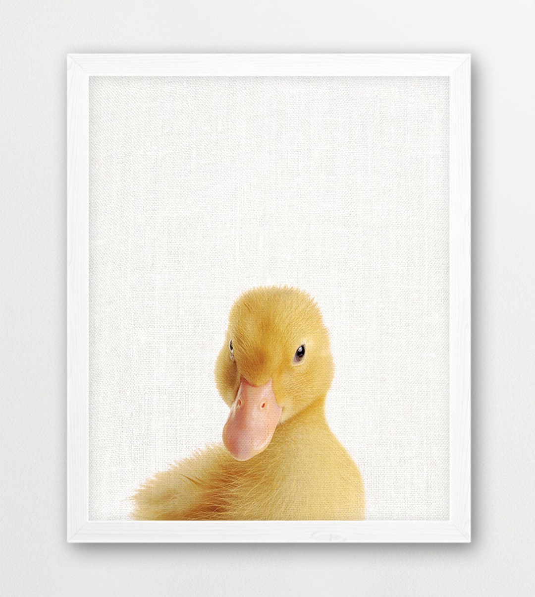 Duckling Print, Cute Baby Duck Photo Print, Farm Animals Photo ...