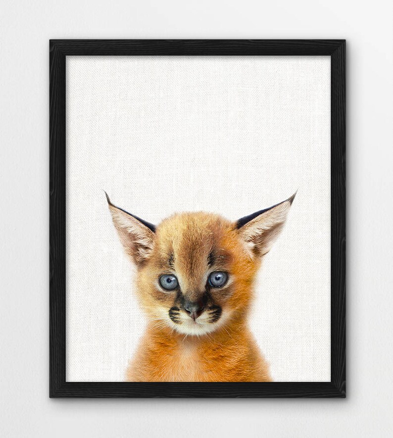 Caracal Print Cute Caracal Photo Safari African Animals - Etsy