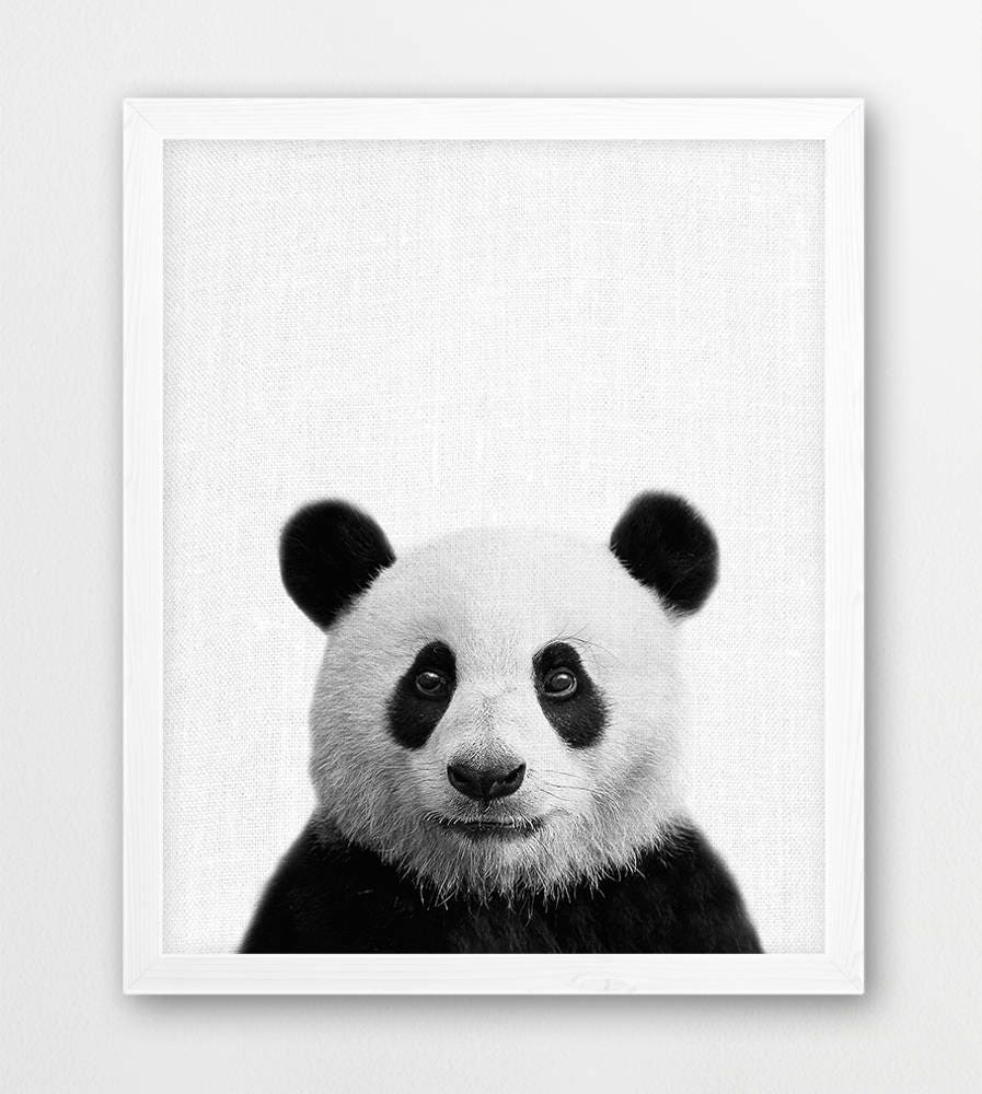 Panda Print Cute Panda Bear Photo Print Woodlands Animals - Etsy Australia