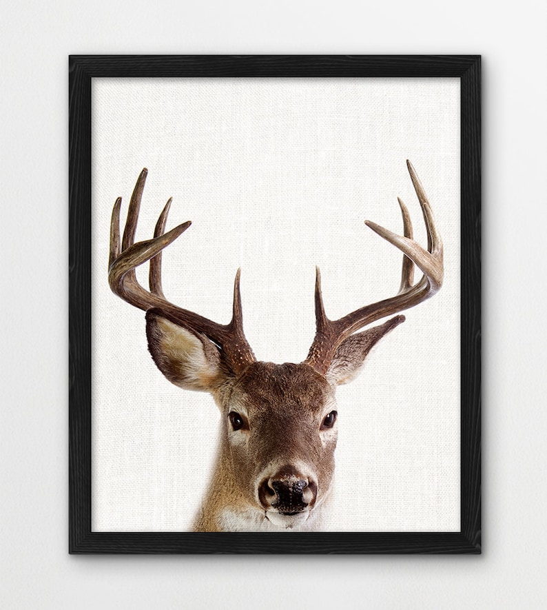 Deer Print Deer Photo Woodlands Animals Art Photo Nursery - Etsy