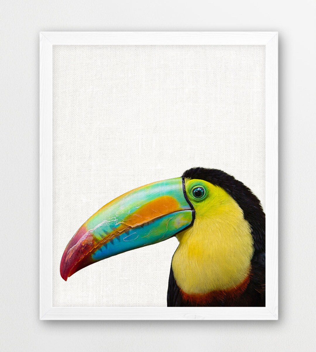 Toucan Print, Bird Print, Exotic Birds Toucan Photography Print ...