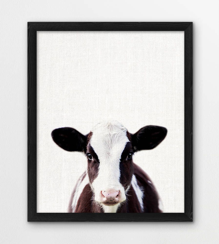 Cow Print Calf Photo Farm Animals Photography Cute Calf | Etsy