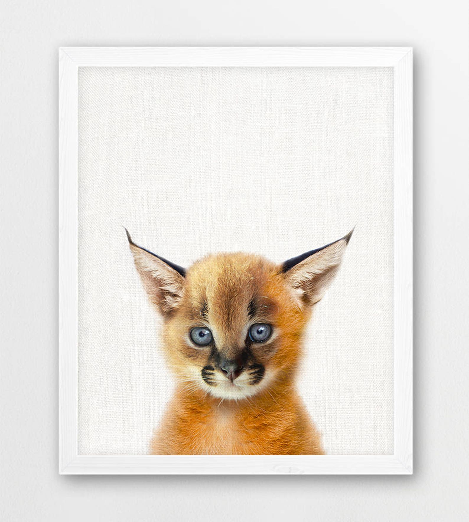 Caracal Print, Cute Caracal Photo, Safari African Animals Photography ...