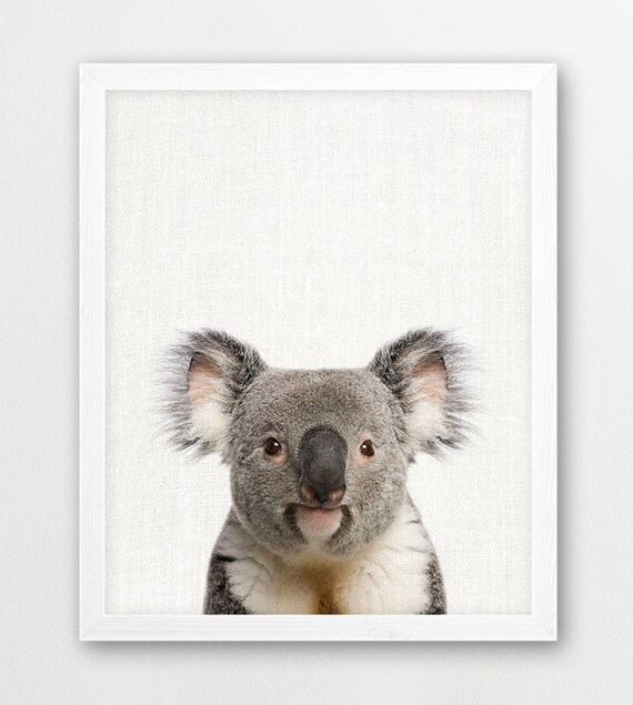 Koala Print Australian Koala Photography Cute Animals Art | Etsy