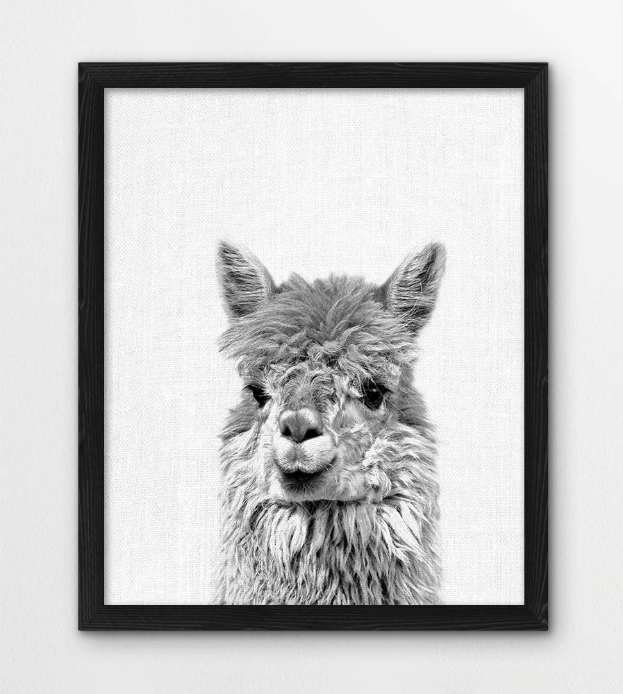 Llama Print Alpaca Lama Photo Cute Animals Black White | Etsy