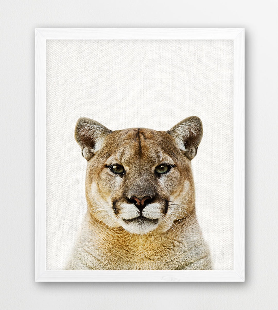 Puma Print, Puma Cougar Print Photo, Woodlands Forest Animals Photo ...