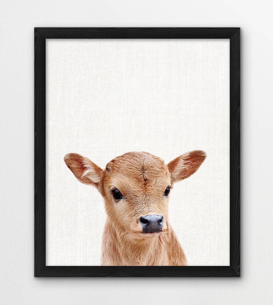 Baby Cow Print Calf Photo Farm Animals Photography Cute | Etsy