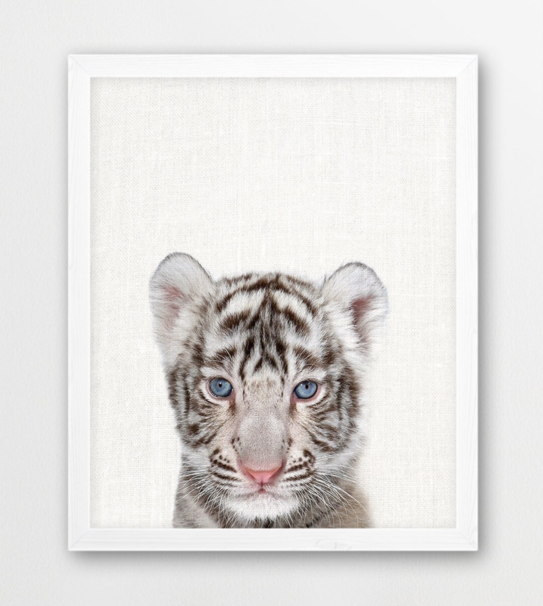 White Tiger Cub Photo Print, Nursery Animal Art (digital Download) - Etsy
