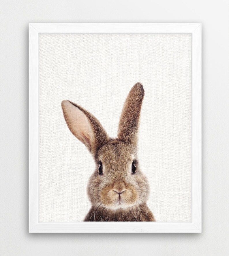 Bunny Print Rabbit Print Woodlands Animals Art Photo | Etsy