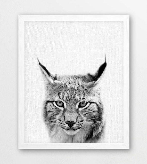 Bobcat Print Bobcat Photo Woodlands Forest Wild Animals | Etsy