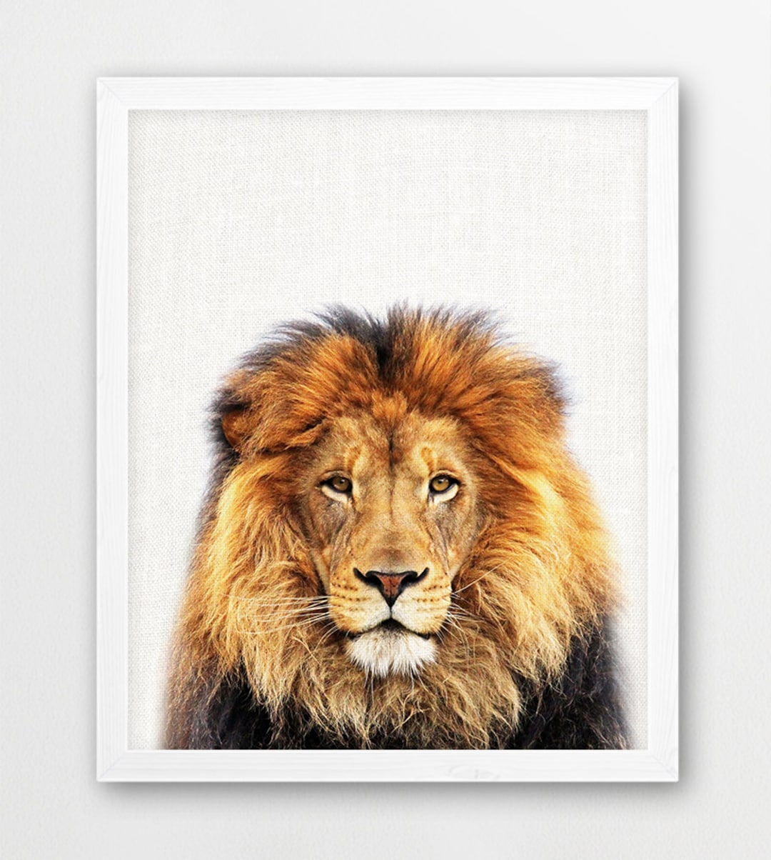 Lion Print, Lion Photo, Safari African Animals Photography, Lions ...