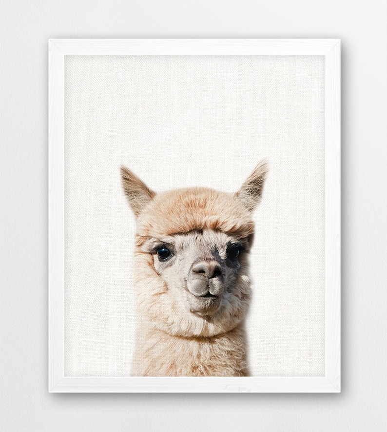Alpaca Print Alpaca Llama Photography Nursery Wall Art Cute - Etsy
