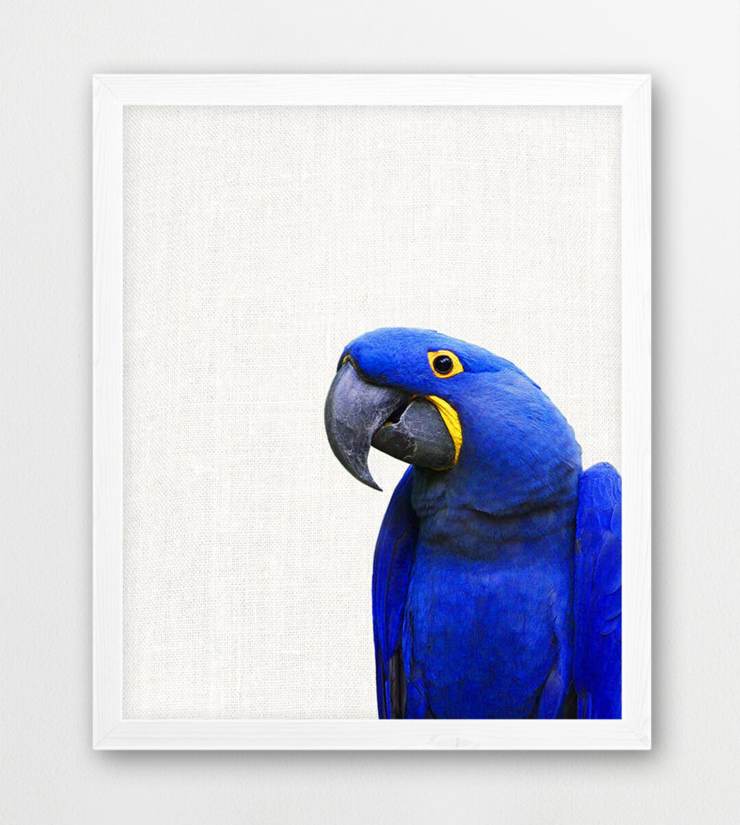 Macaw Parrot Print, Exotic Birds Photo, Hyacinth Blue Macaw Photography ...