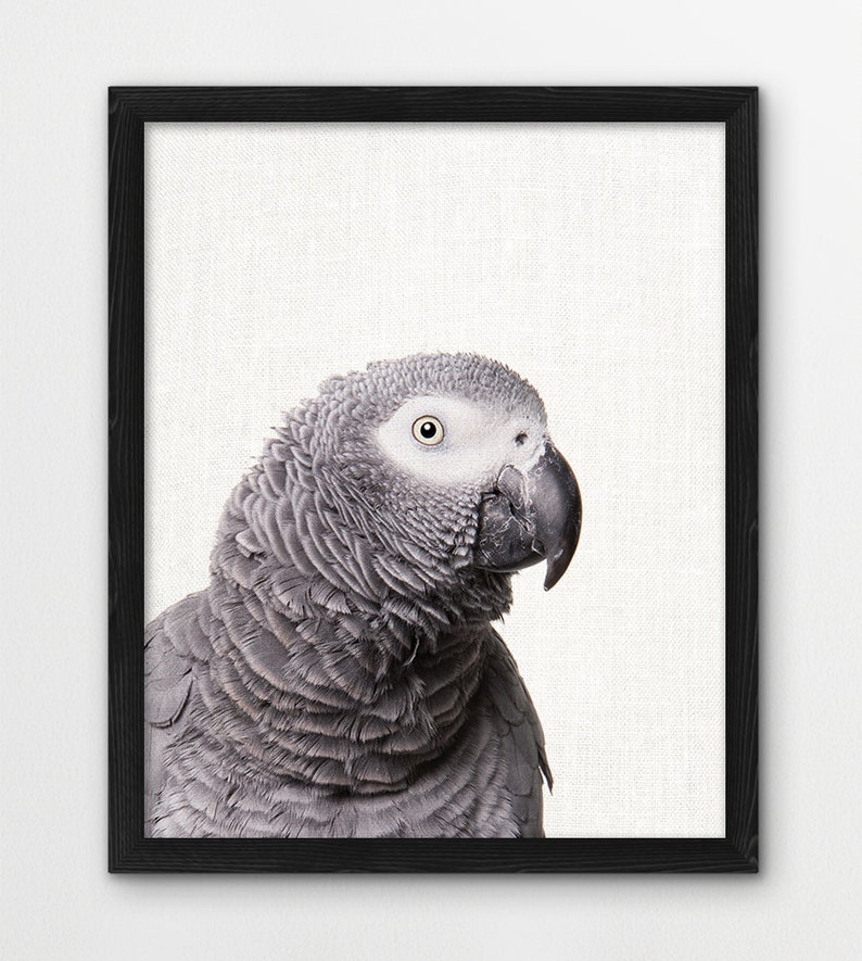 Parrot Print Exotic Bird Print Grey Parrot Photography | Etsy