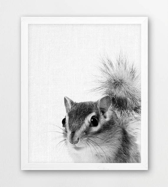 Chipmunk Print Cute Chipmunk Photo Woodlands Animals Black | Etsy