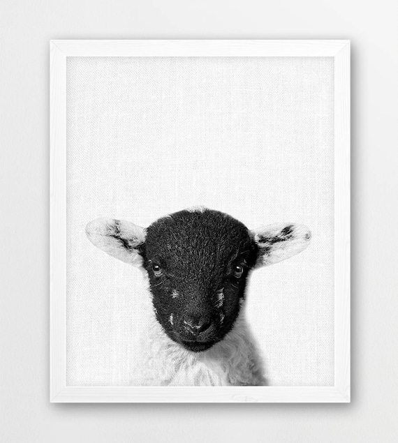 Sheep Print Baby Sheep Lamb Photo Animals Photo Nursery | Etsy
