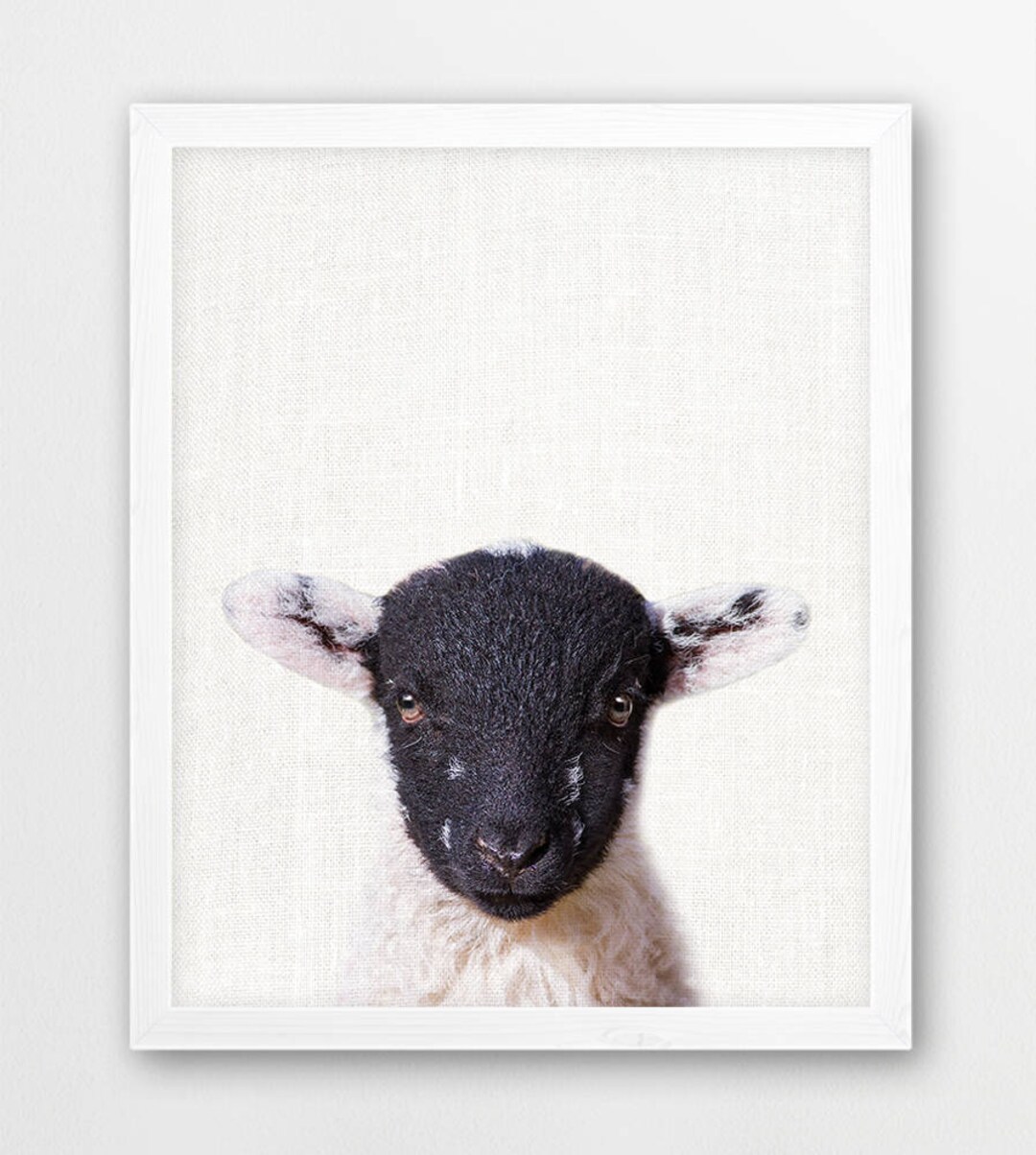 Sheep Print, Farm Animals Photography, Cute Baby Sheep Lamb Photo ...