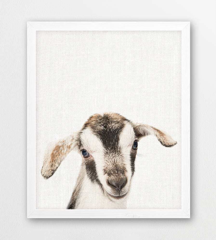 Farm Animals Print, Animals Photo Print Set of 8, Bunny Goat Duck ...