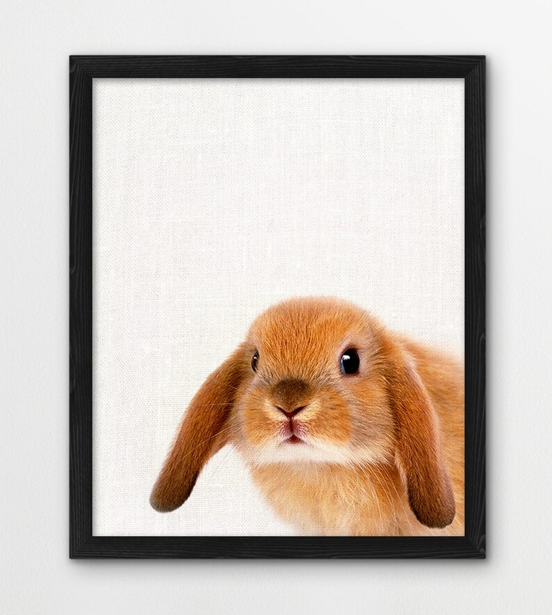 Bunny Print Cute Rabbit Print Woodlands Animals Art Photo | Etsy