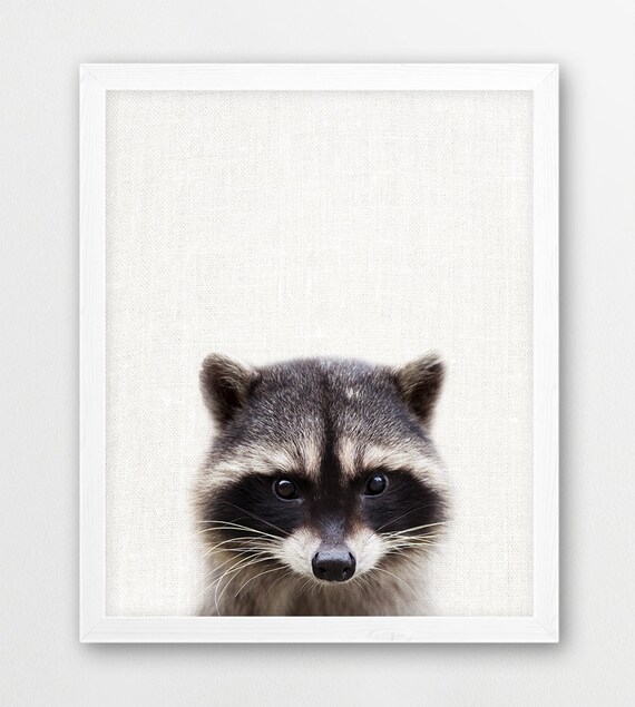 Raccoon Print Baby Raccoon Photo Animal Print Woodlands - Etsy