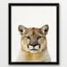 Puma Print, Puma Cougar Print Photo, Woodlands Forest Animals Photo ...