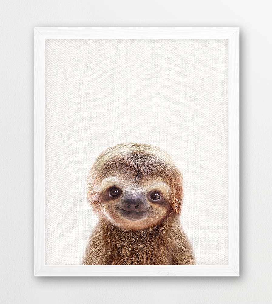 Sloth Print, Cute Baby Sloth Photo, Animals Art Photo, Baby Shower Gift ...