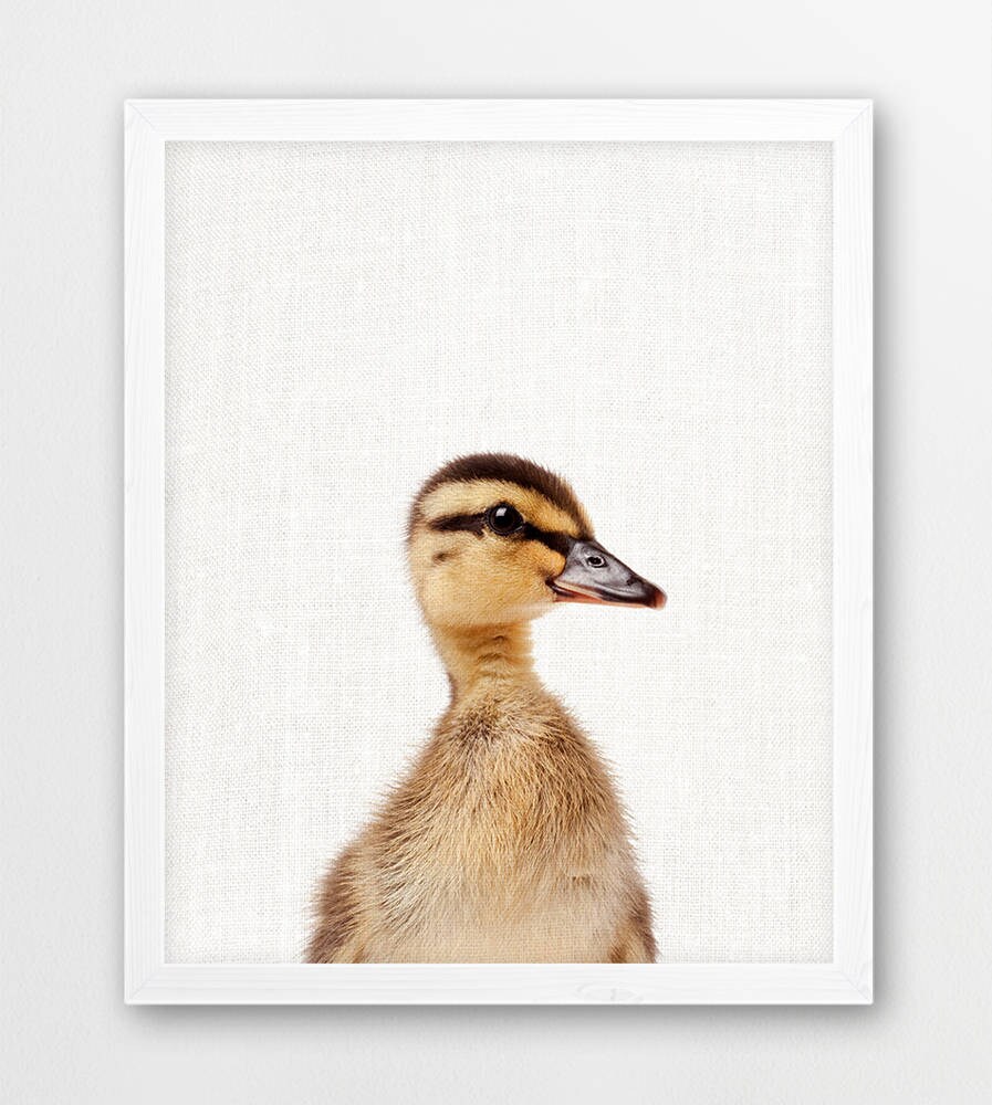 Duck Print Cute Duckling Photo Print Farm Animals Photo | Etsy