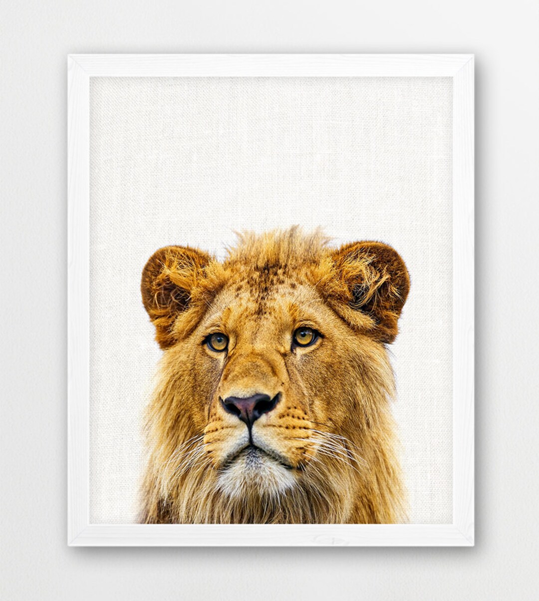 Lion Print, Lion Photo, Safari African Animals Photography, Lions ...