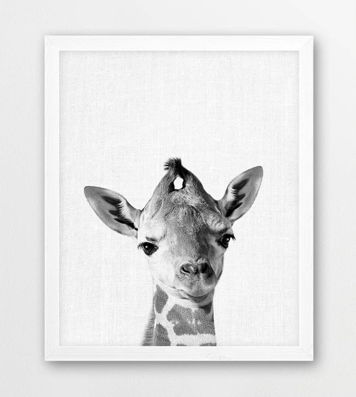 Giraffe Print Cute Baby Giraffe Photo Africa Safari Savanna | Etsy