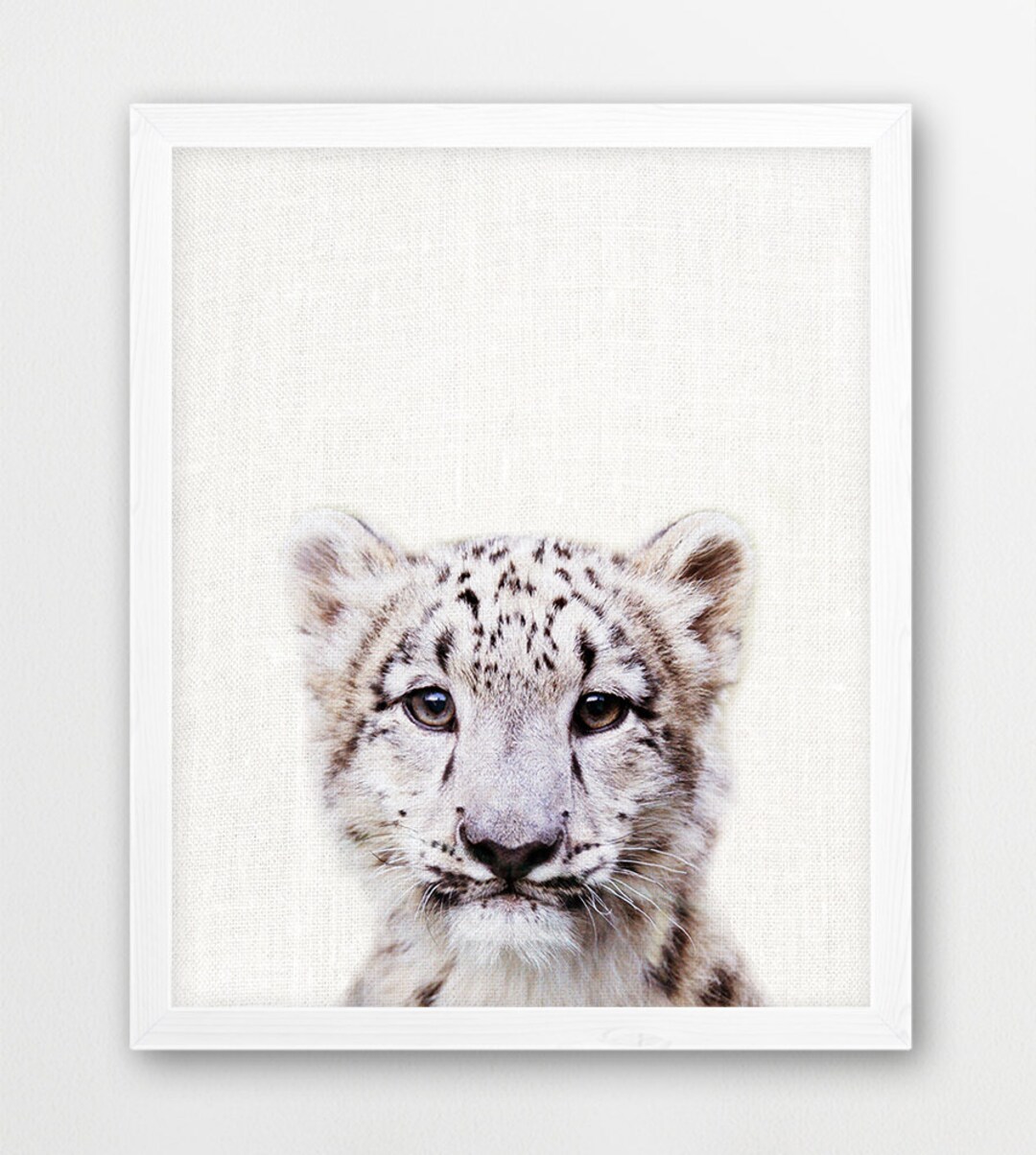 Snow Leopard Print, Baby Snow Leopard Cub Photo, Mountain Animals Print ...