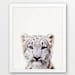 Snow Leopard Print, Baby Snow Leopard Cub Photo, Mountain Animals Print ...