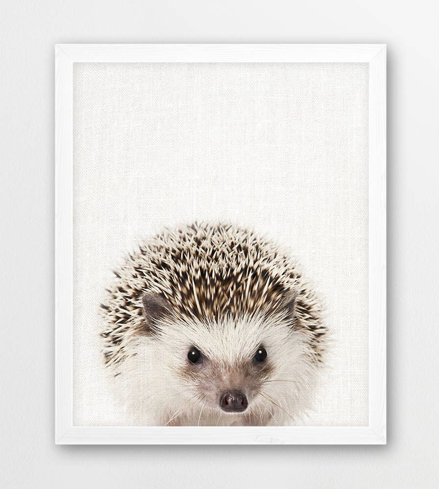 Animals Nursery Print Cute Animals Photo Mix Print Set of 8 | Etsy