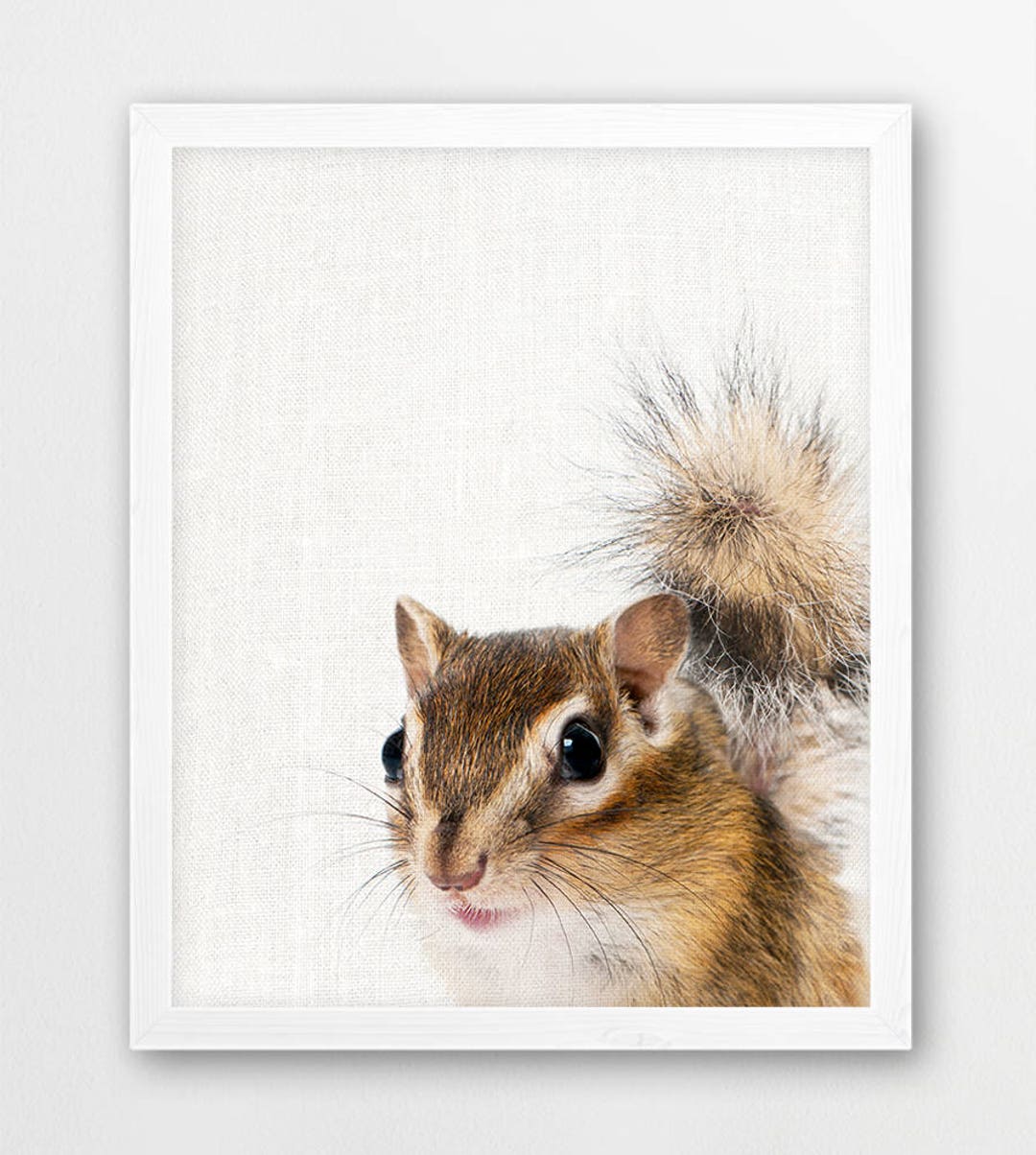 Chipmunk Print, Chipmunk Photo, Woodland Animals Photography, Cute ...