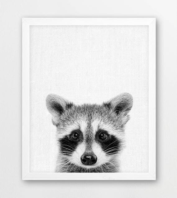 Cute Baby Raccoon Drawing