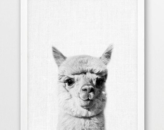 Llama Print Alpaca Lama Photo Nursery Wall Art Cute Animals | Etsy