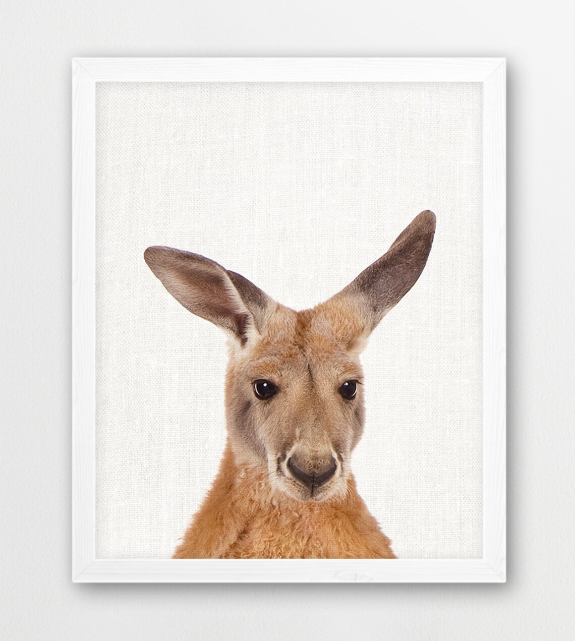 Kangaroo Print, Kangaroo Photography, Australian Cute Animals Art Photo ...